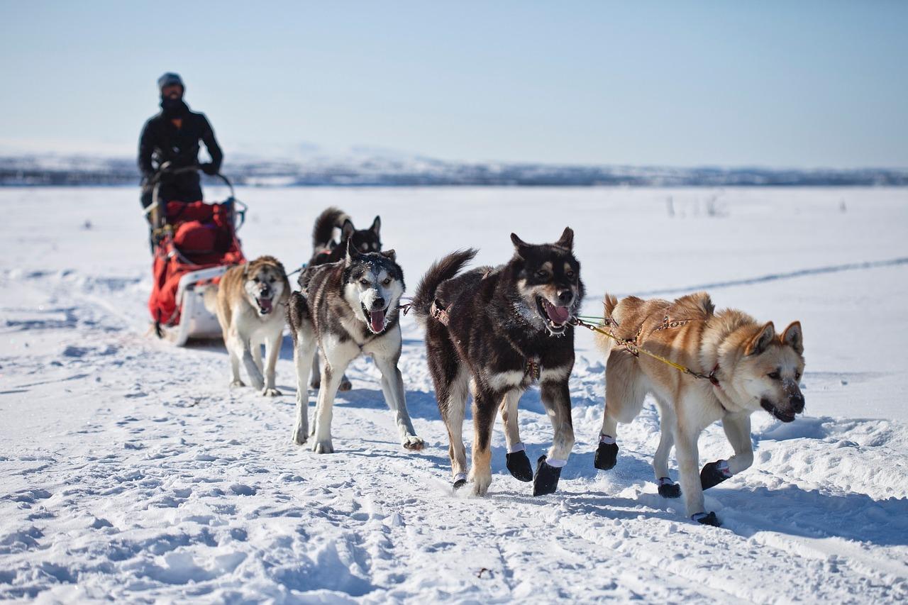 Chien Husky: caractéristiques et photos