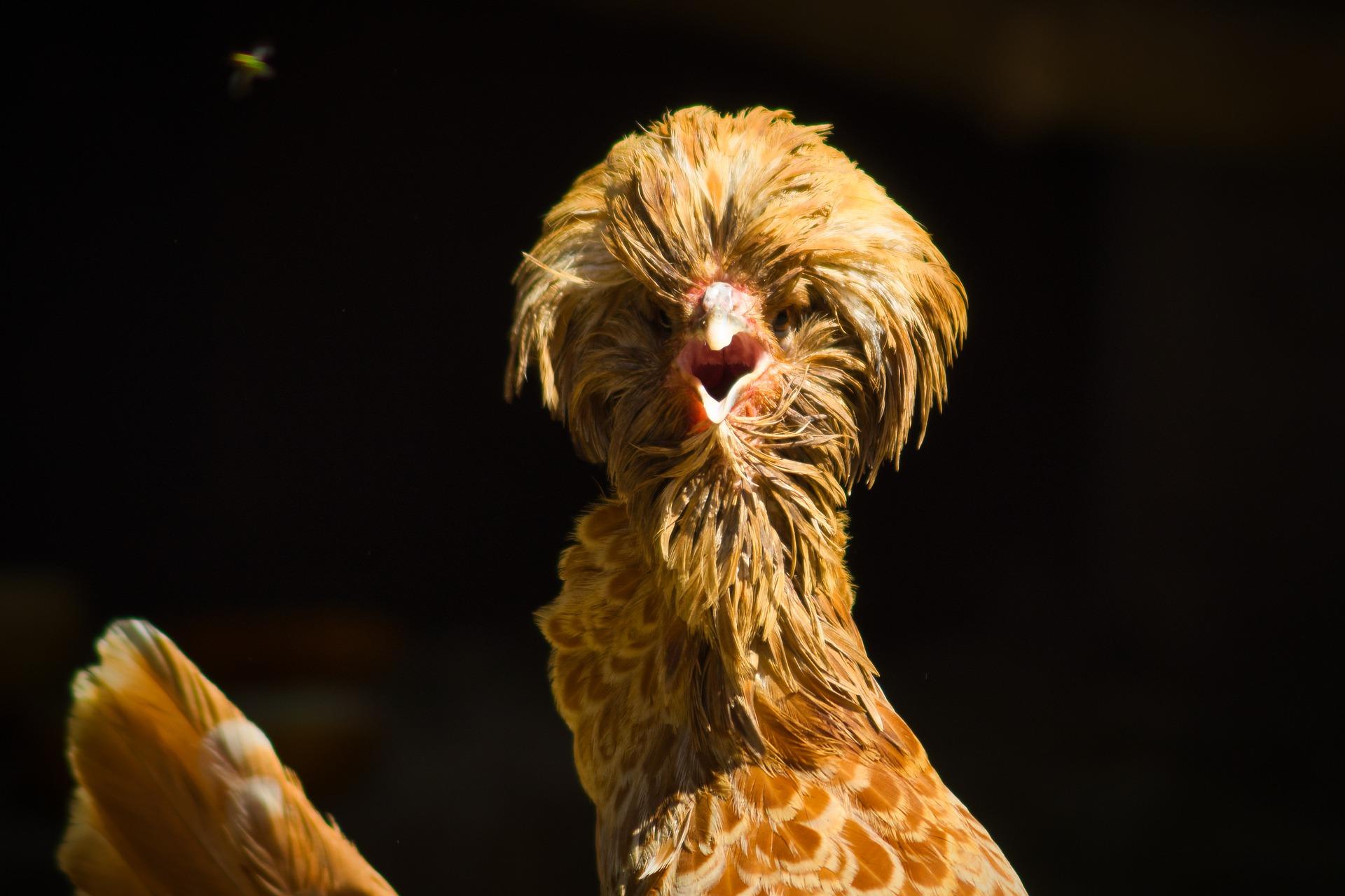 Poule de Padoue - Origine, Caractéristiques, Alimentation et Soins