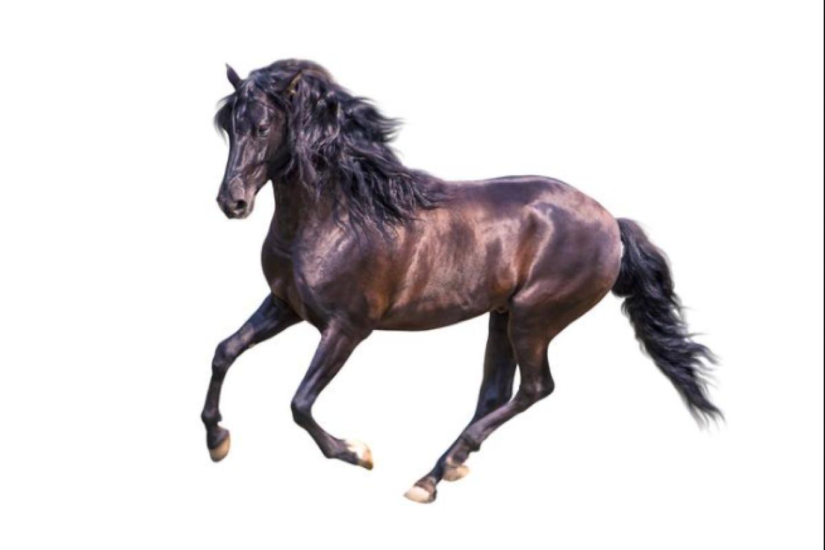 CHEVAL ANDALOU - Origine, caractéristiques et photos
