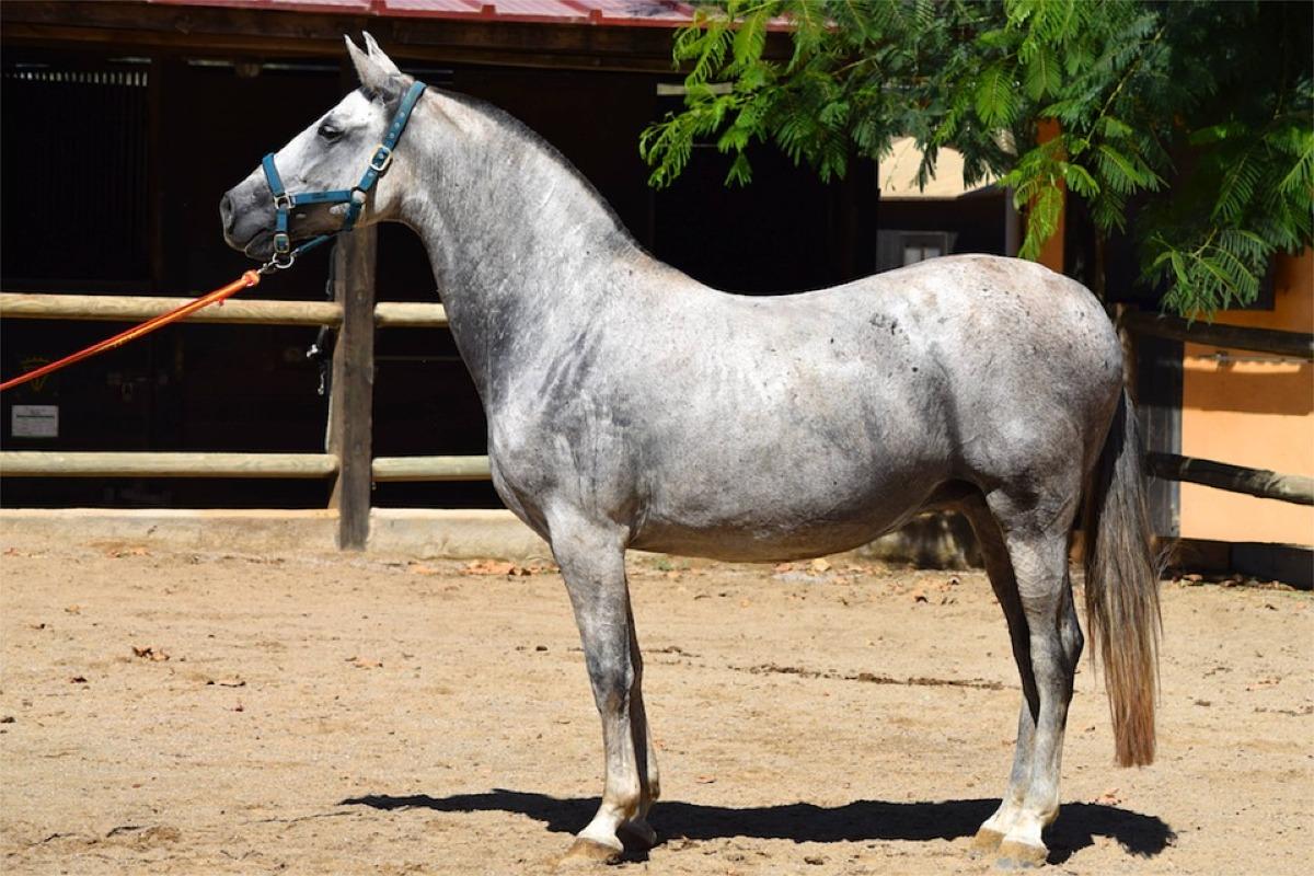 CHEVAL ANDALOU - Origine, caractéristiques et photos