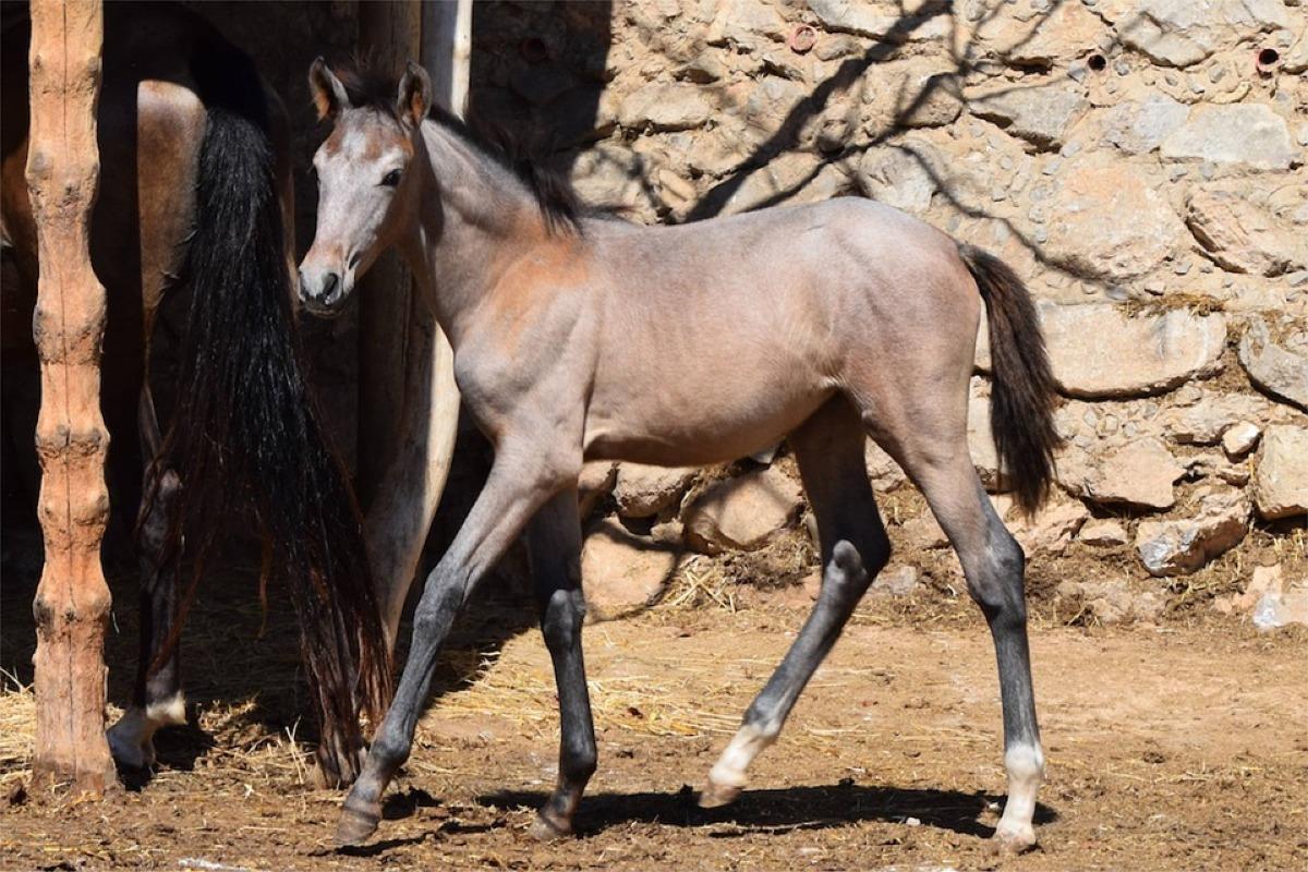 CHEVAL ANDALOU - Origine, caractéristiques et photos