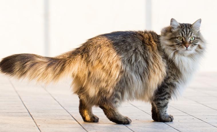 Chat Sibérien: caractéristiques, photos et vidéos