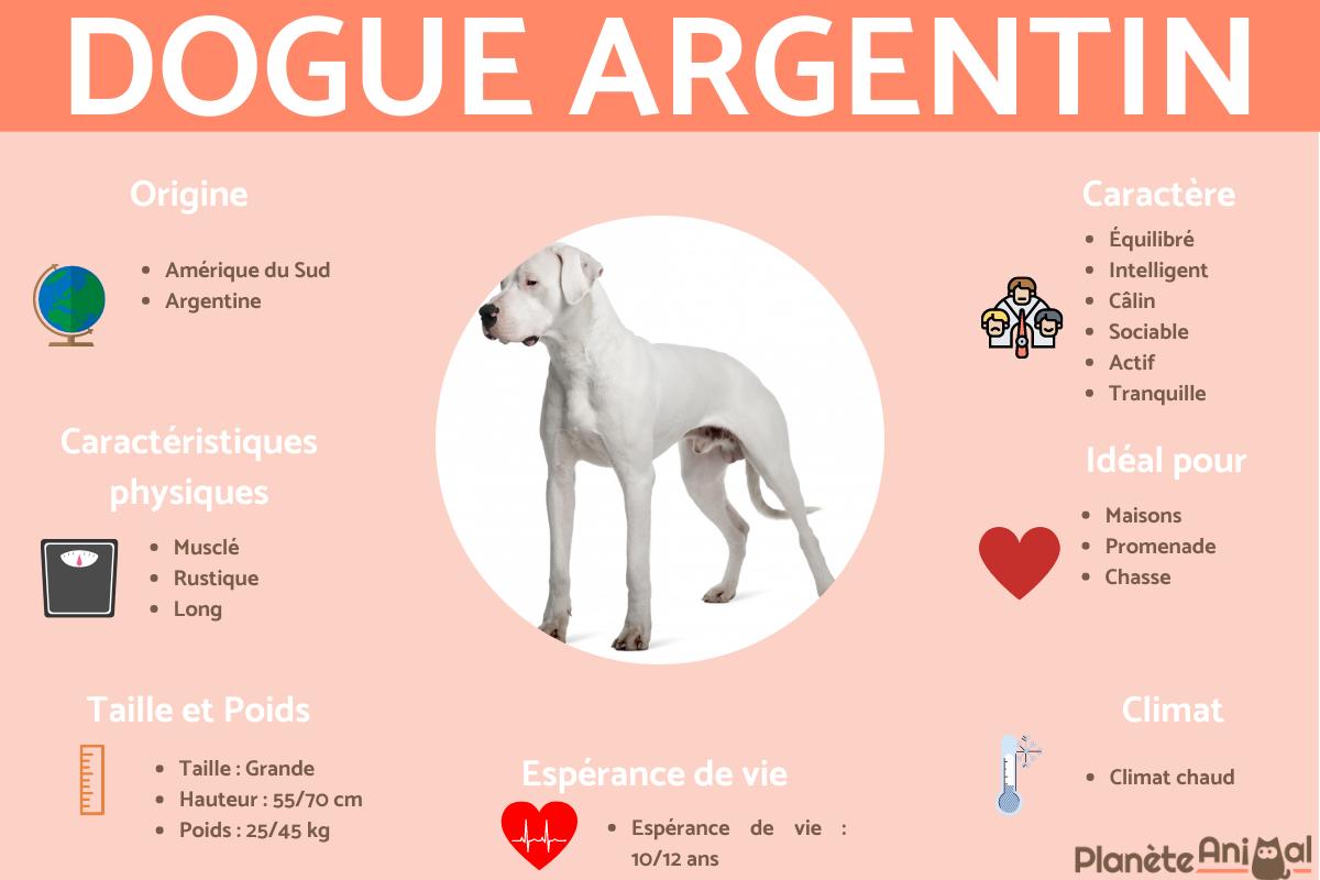 Dogue argentin - Origine, Caractéristiques et Comportement