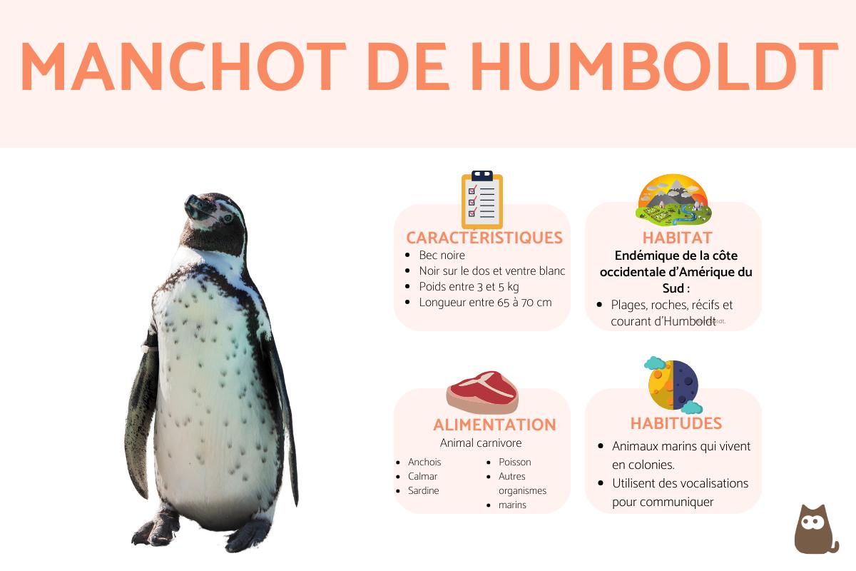 Manchot de Humboldt - Caractéristiques, Alimentation et