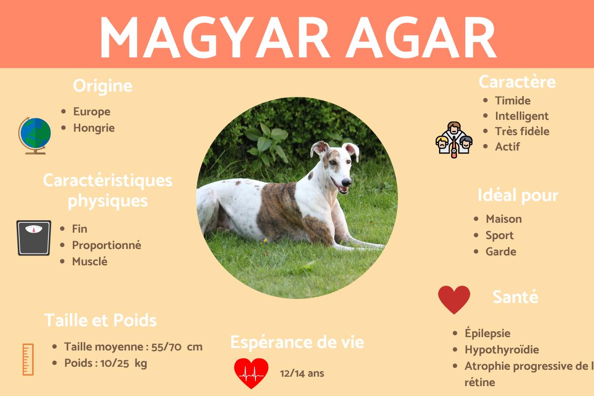 Lévrier hongrois ou Magyar Agar - Origine, Caractéristiques et Caractère