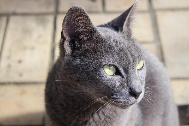 Chat Korat: caractéristiques et photos