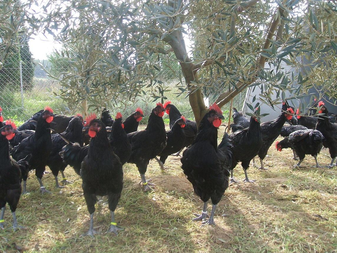 Penedesenca - Origine, Caractéristiques, Alimentation et Soins