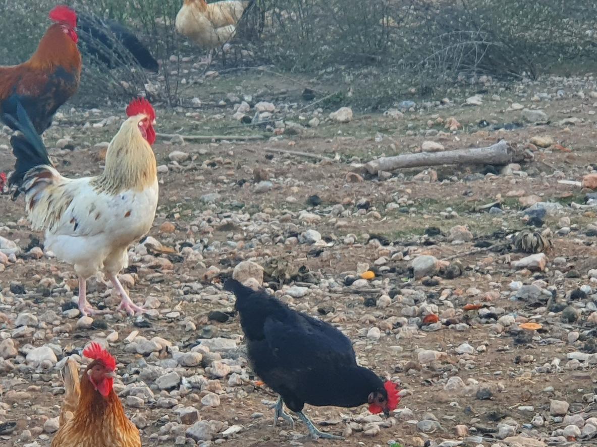 Penedesenca - Origine, Caractéristiques, Alimentation et Soins