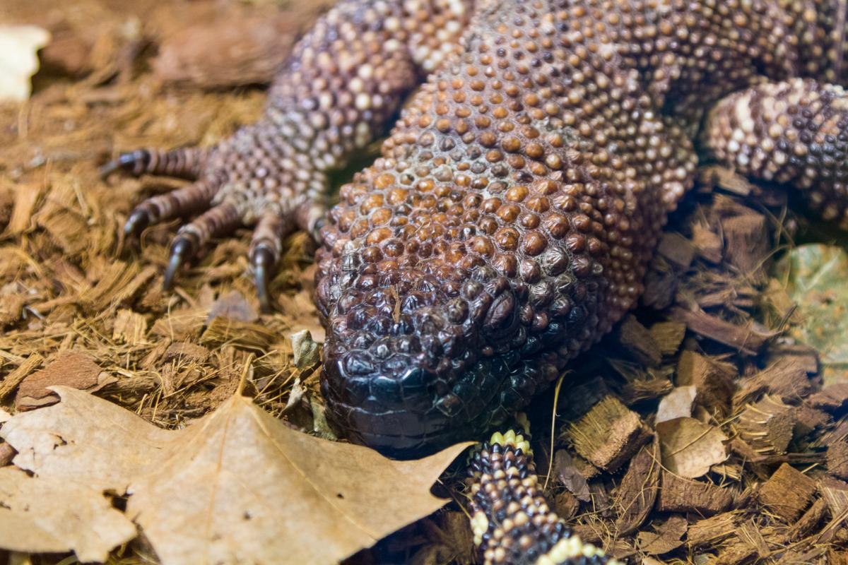 Lézard perlé - Comportement et Alimentation