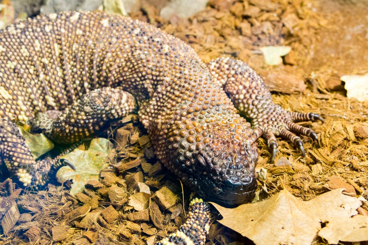Lézard perlé - Comportement et Alimentation