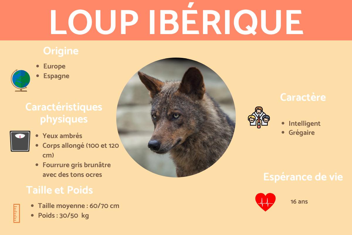 Loup ibérique (Canis lupus signatus) - Caractéristiques et Alimentation