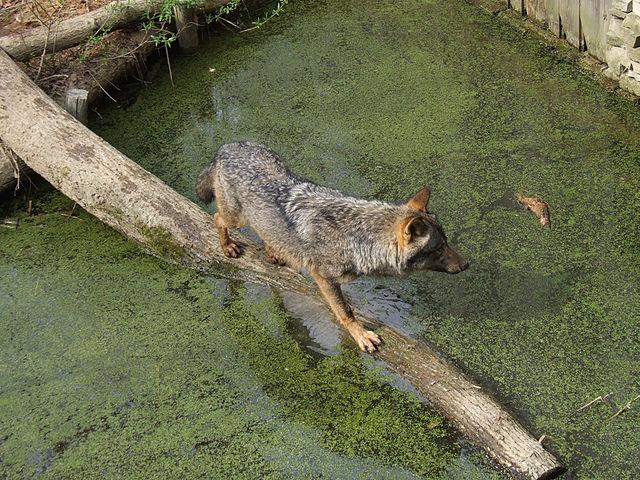 Loup ibérique (Canis lupus signatus) - Caractéristiques et Alimentation