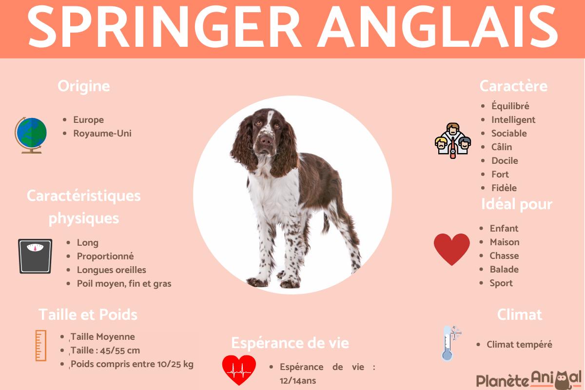 Springer anglais - Origine, Caractère et Caractéristiques