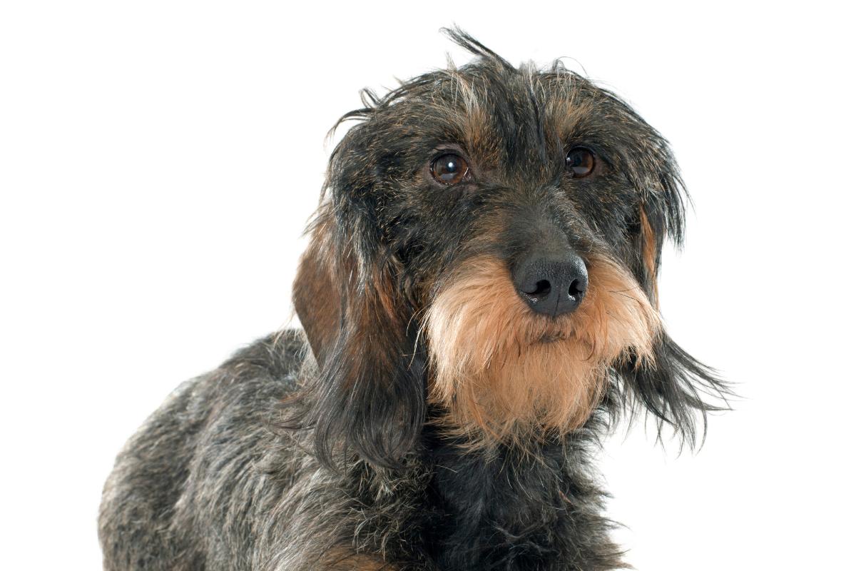 Teckel à poil dur - Origine, Caractéristiques et Caractère