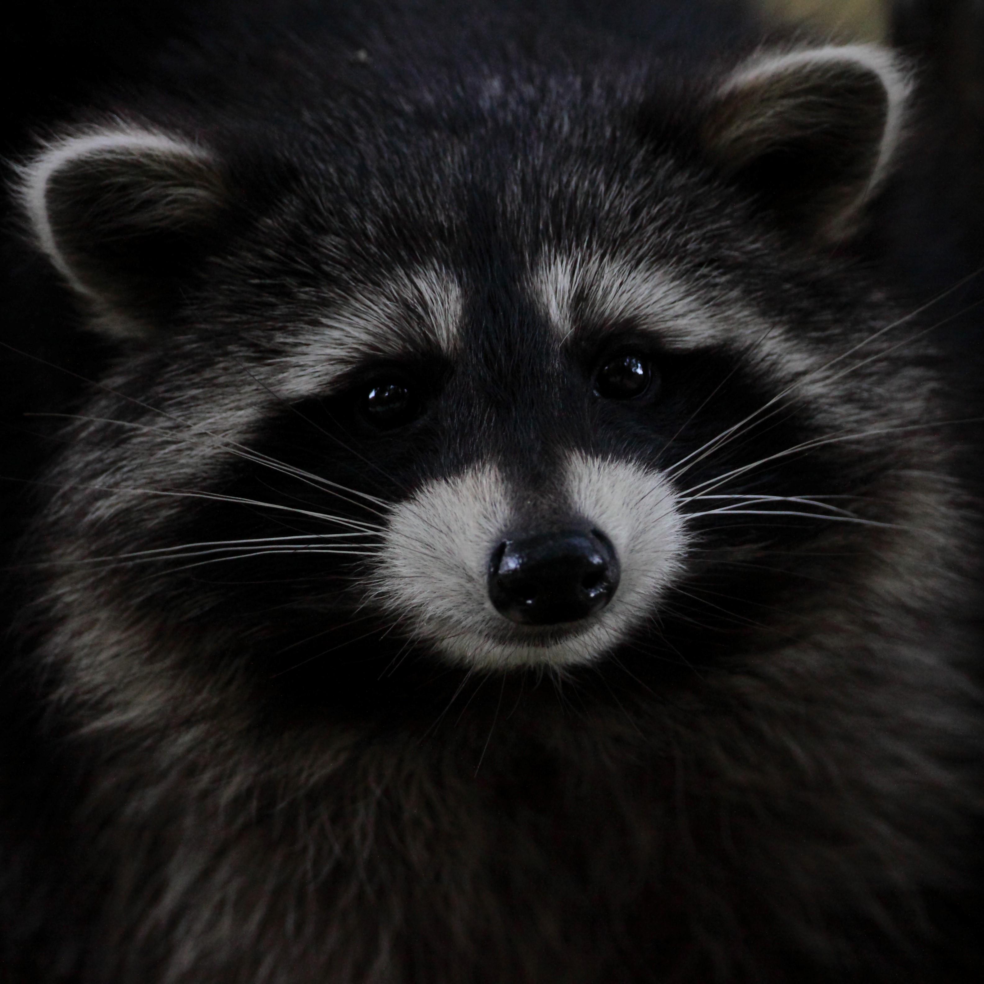 Raton laveur - Caractéristiques et Alimentation
