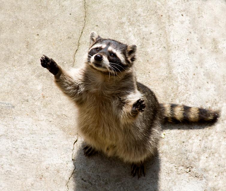 Raton laveur - Caractéristiques et Alimentation