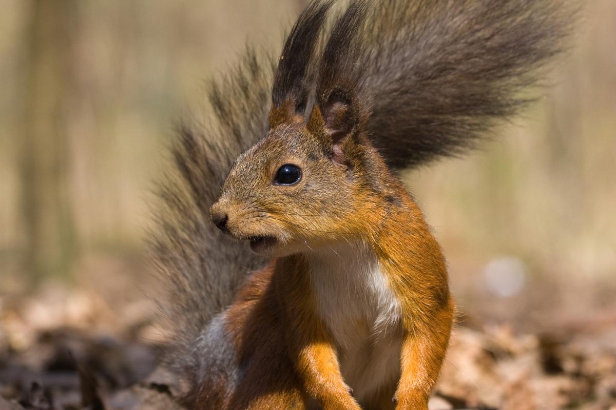 Ecureuil roux - Caractéristiques et Alimentation