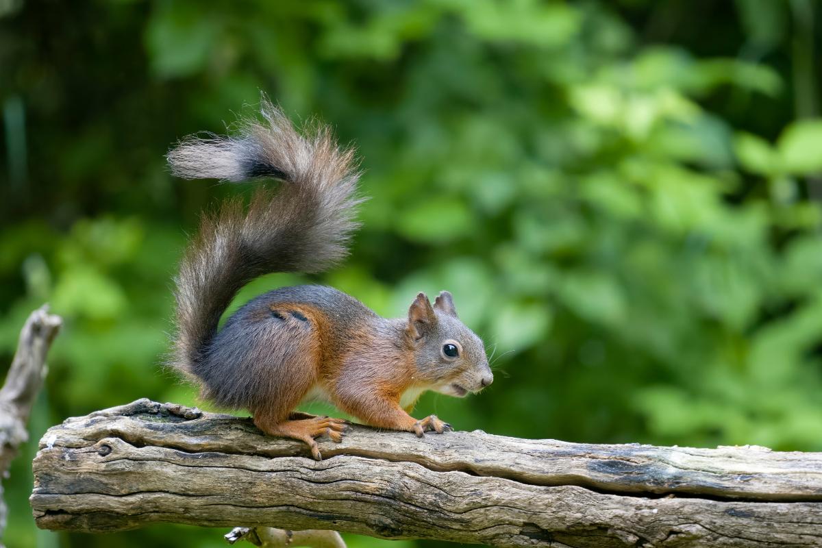 Ecureuil roux - Caractéristiques et Alimentation