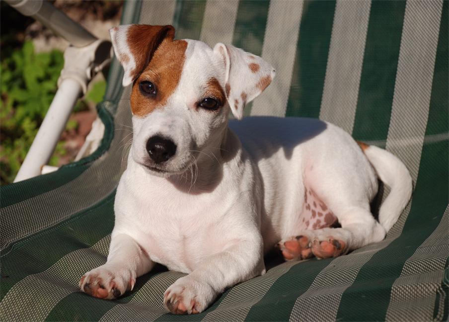 Chien Jack russell terrier: caractéristiques, photos et vidéos
