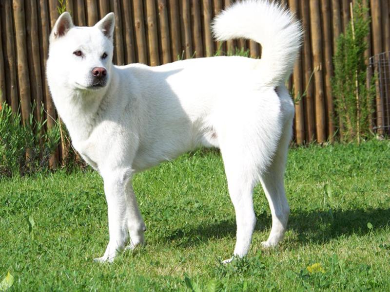 Kishu Inu ou Kishu Ken - Origines, Caractéristiques et Soins