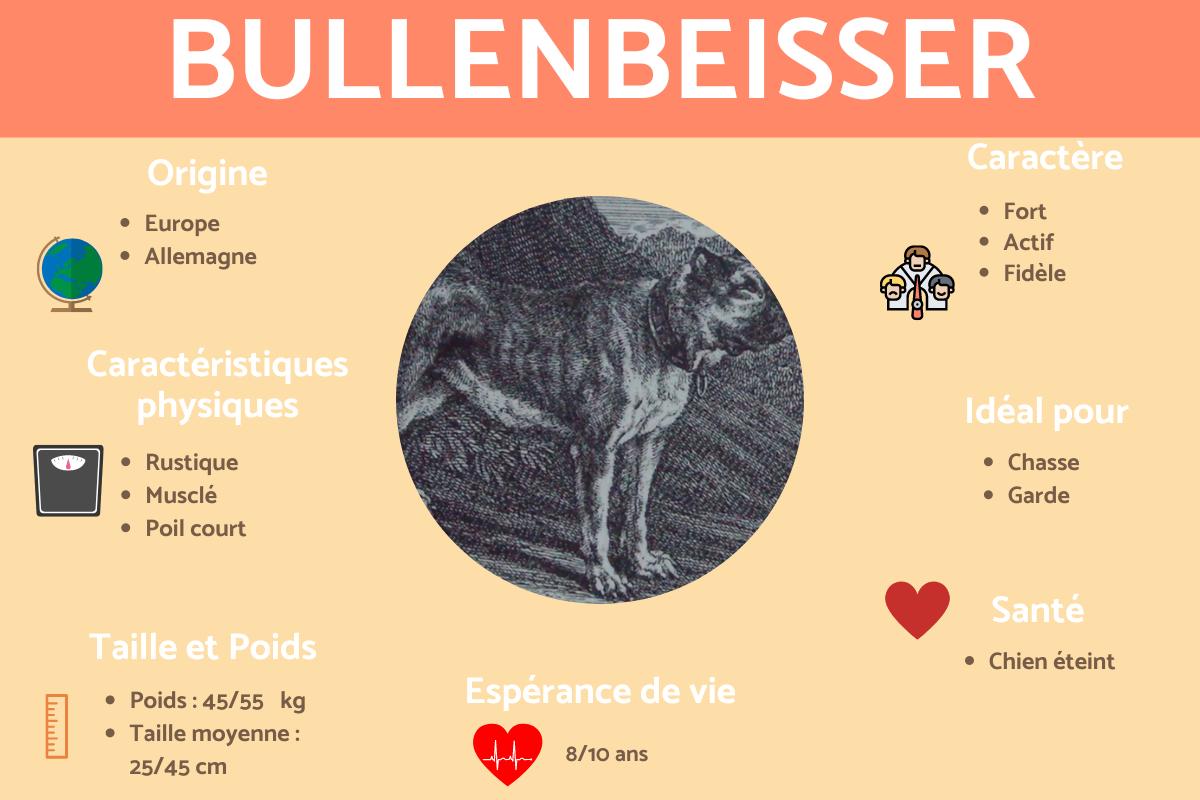 Bullenbeisser - Origine, Caractéristiques et Comportement