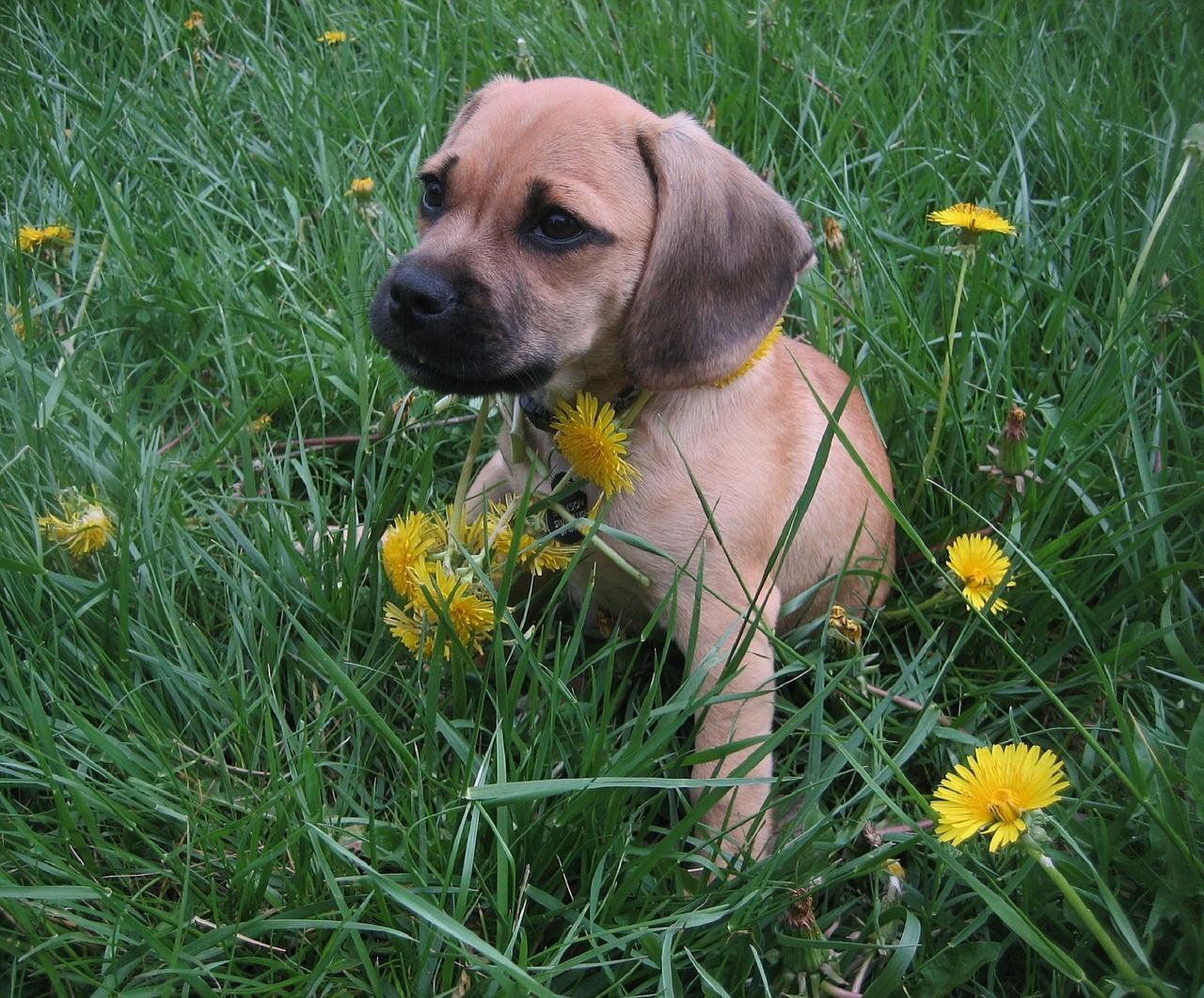 Puggle - Origine, Éducation, Soins et Caractéristiques