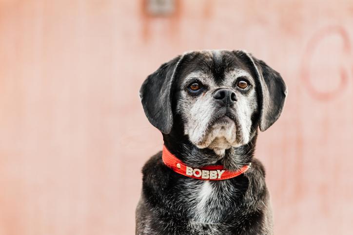 Puggle - Origine, Éducation, Soins et Caractéristiques