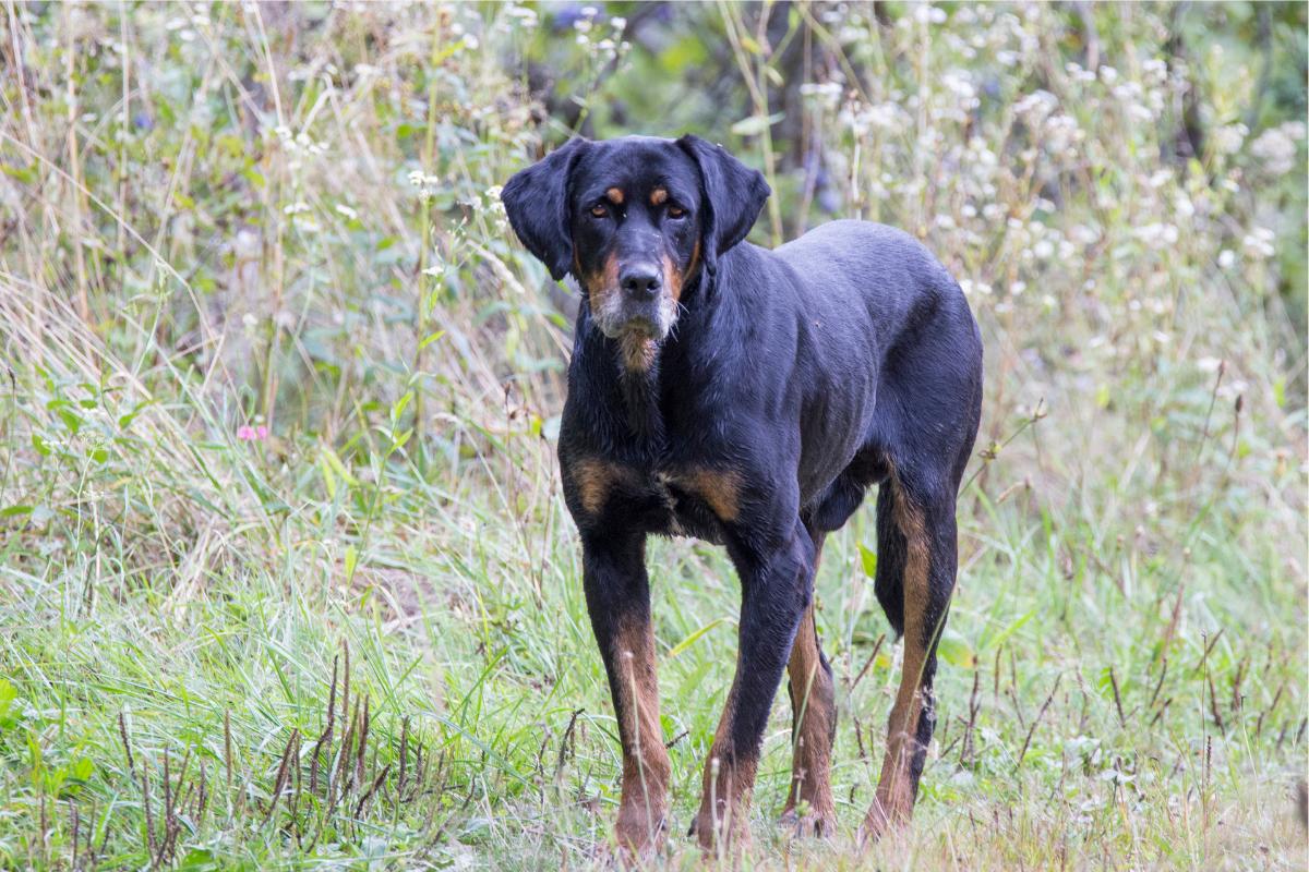 CHIEN COURANT de TRANSYLVANIE