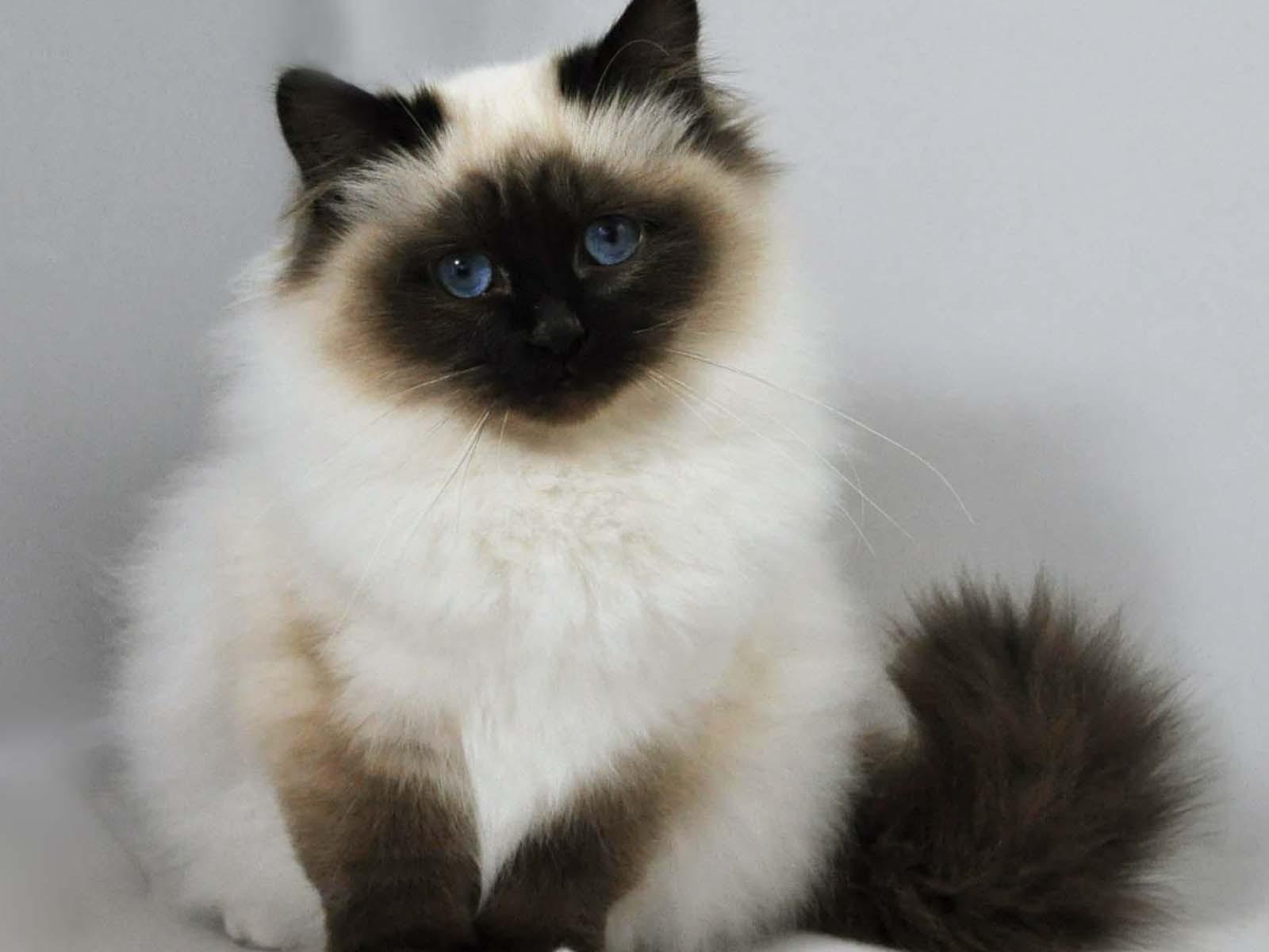Chat Himalayen: caractéristiques et photos