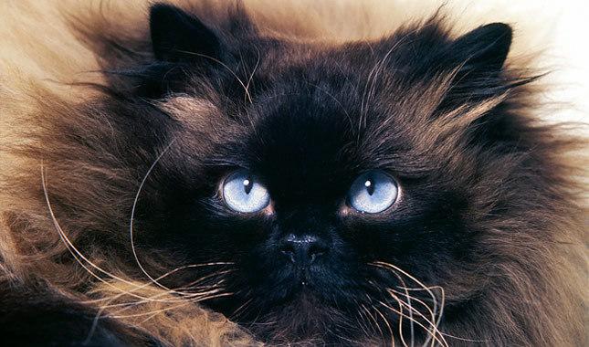 Chat Himalayen: caractéristiques et photos