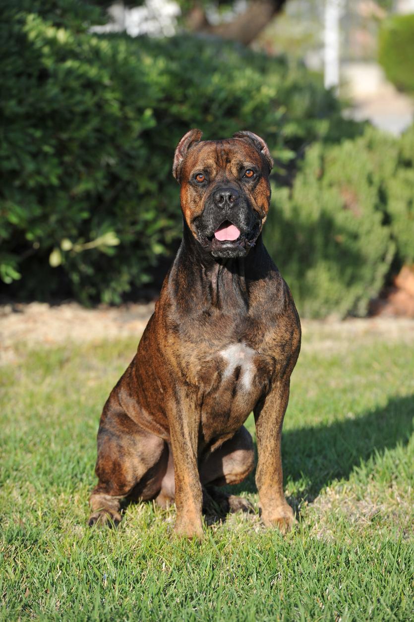 Alano espagnol - Origine, Caractéristiques, Caractère et Soins