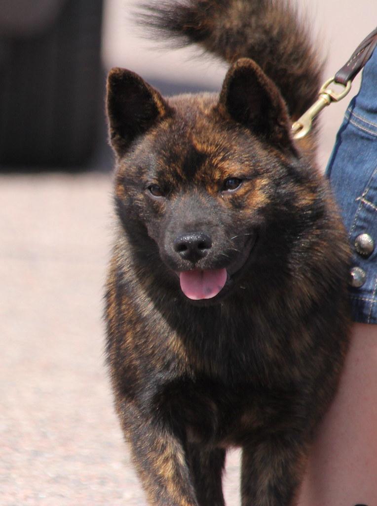 Kai Ken - Origine, Caractéristiques et Caractère