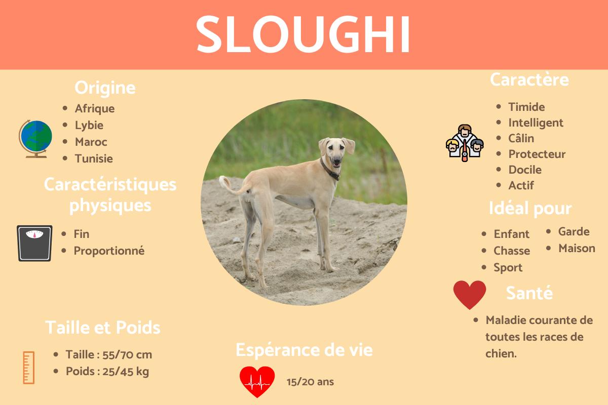 Sloughi - Origine, Caractéristiques et Caractère