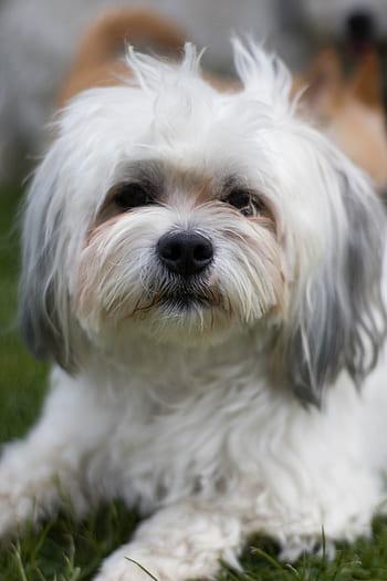 Maltzu ou Mal-shi - Origine, Caractéristiques et Soins