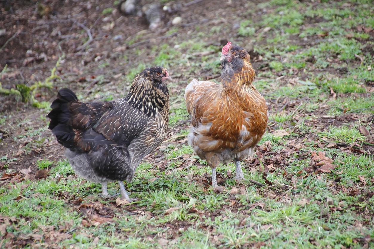 Poule Plymouth - Origine, Caractéristiques, Alimentation et Soins
