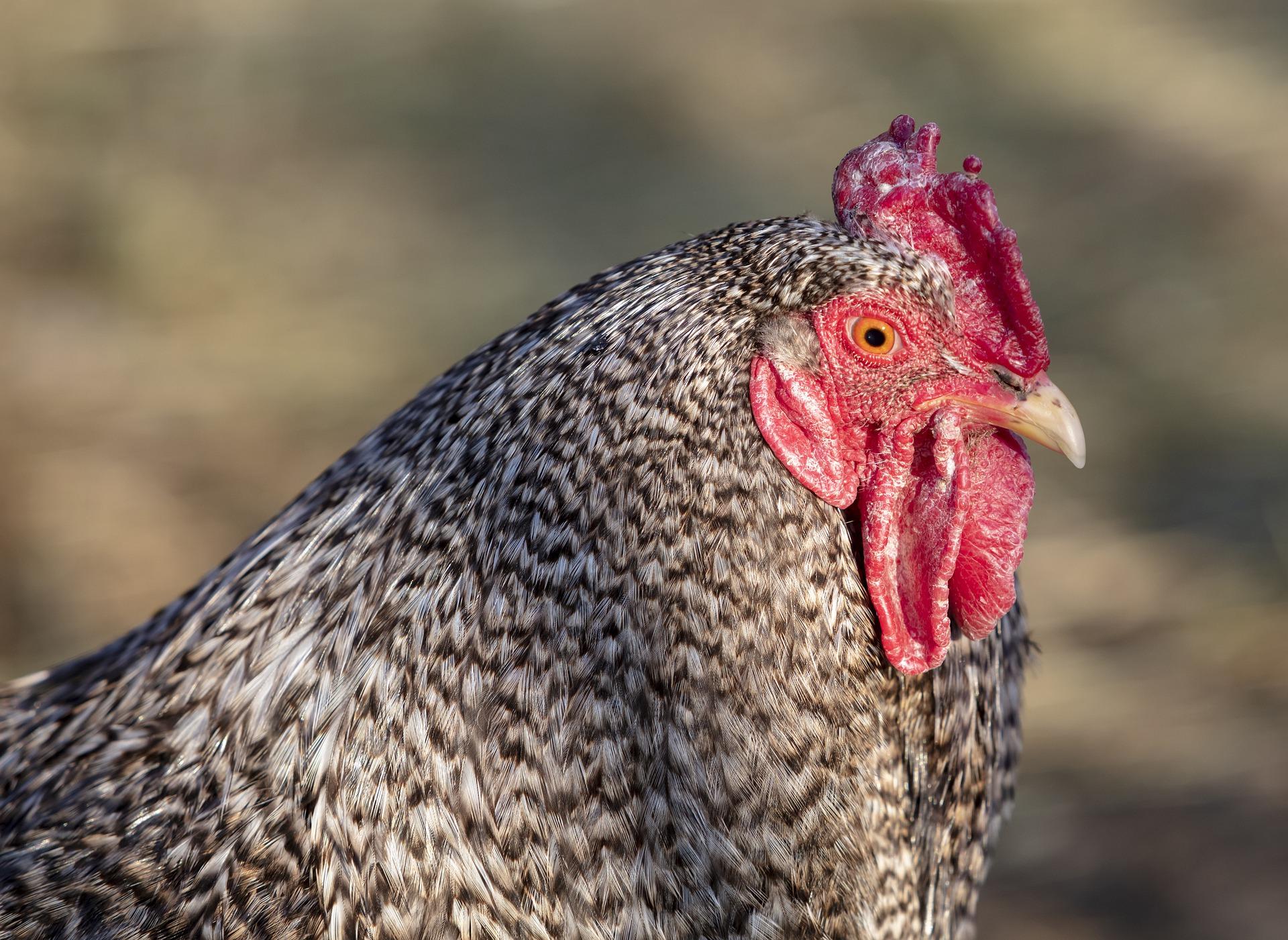Poule Plymouth - Origine, Caractéristiques, Alimentation et Soins