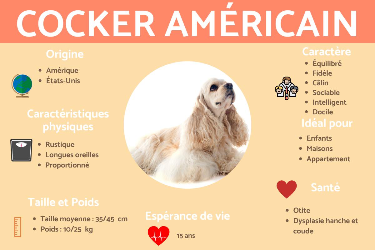 Cocker américain - Origine, Caractéristiques et Alimentation