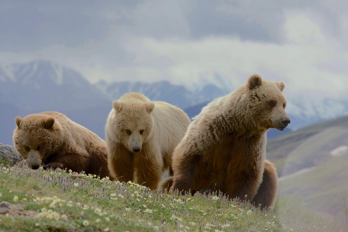 L'OURS BRUN - Caractéristiques, habitat et photos