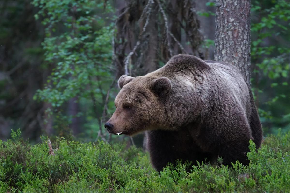 L'OURS BRUN - Caractéristiques, habitat et photos