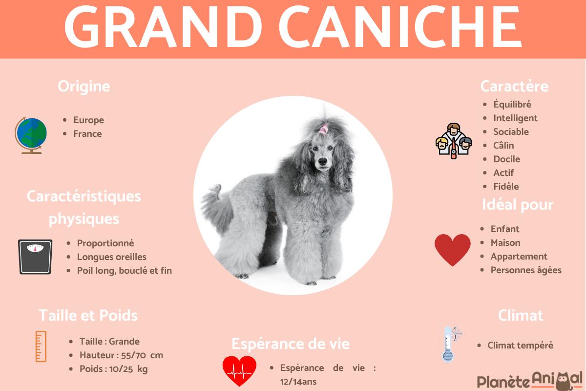 Caniche royal
