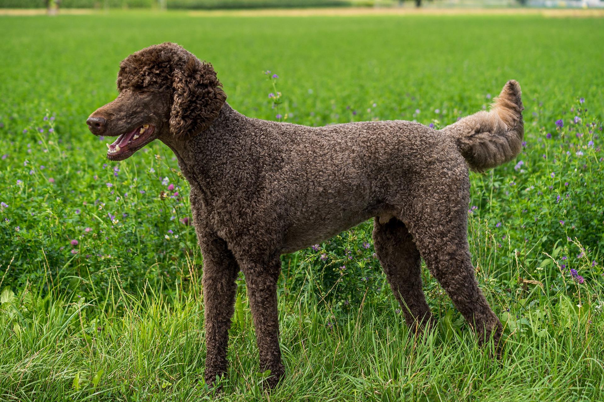 Caniche royal