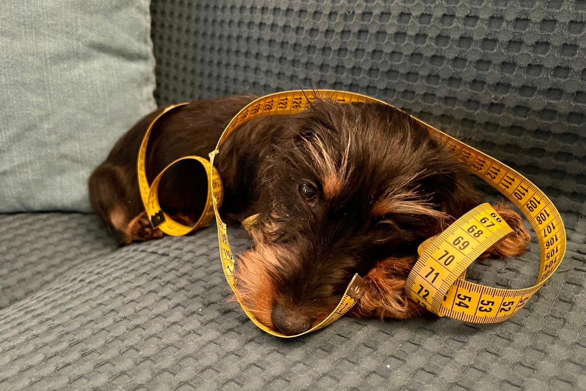 Teckel kaninchen - Origine, Caractéristiques et Caractère