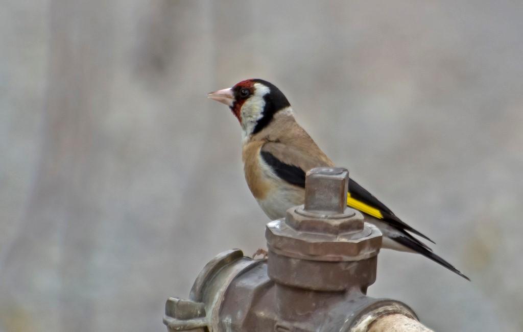Chardonneret parva - Caractéristiques et Alimentation