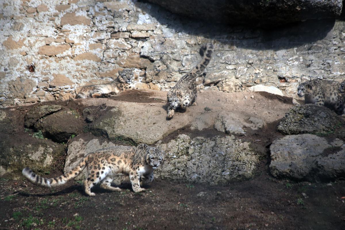 Léopard des neiges - Caractéristiques, Alimentation et Habitat