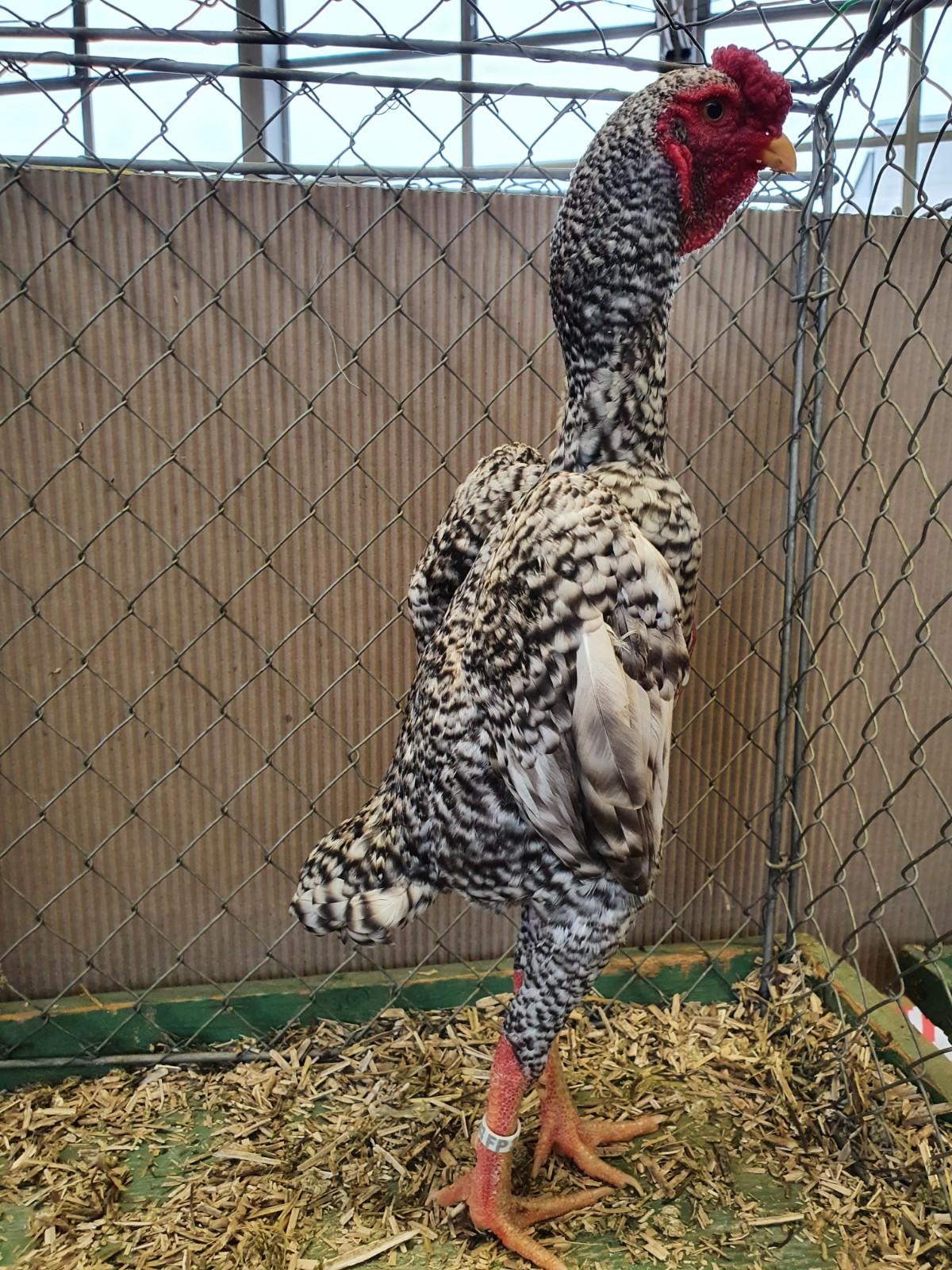 Shamo - Origine, Comportement et Alimentation