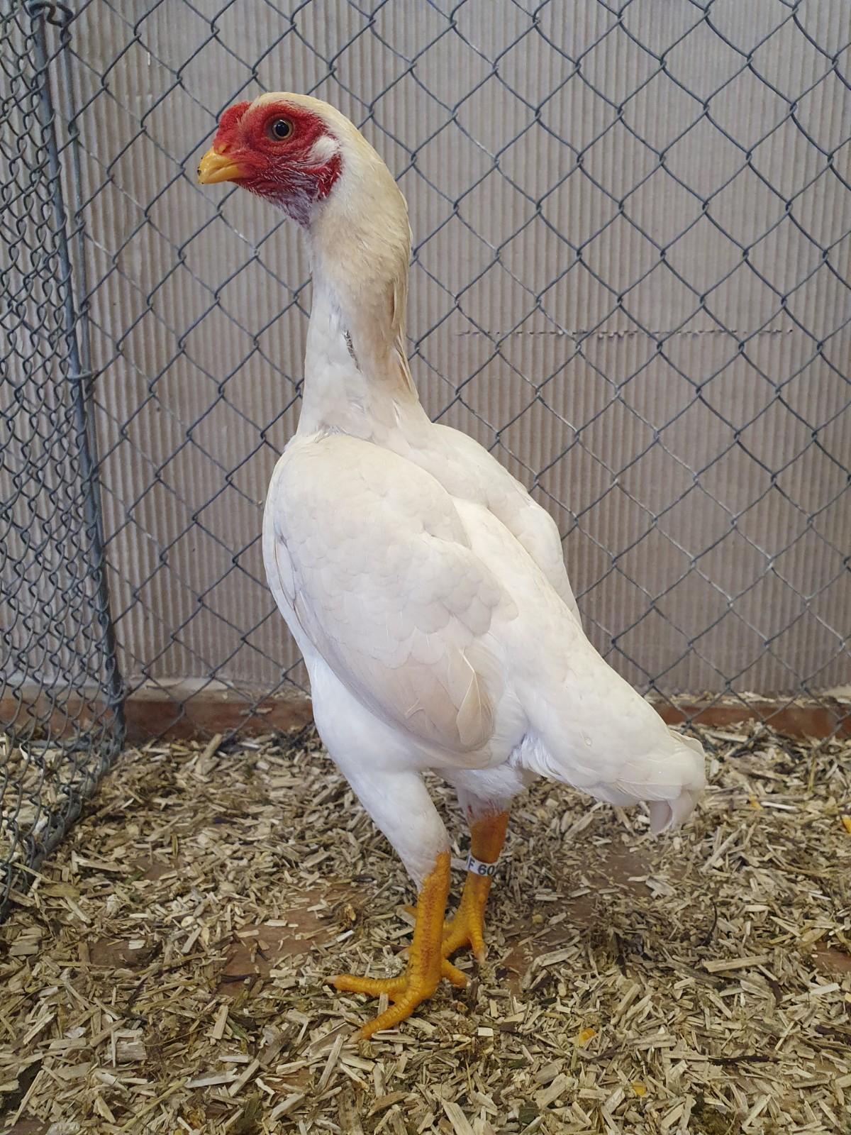 Shamo - Origine, Comportement et Alimentation