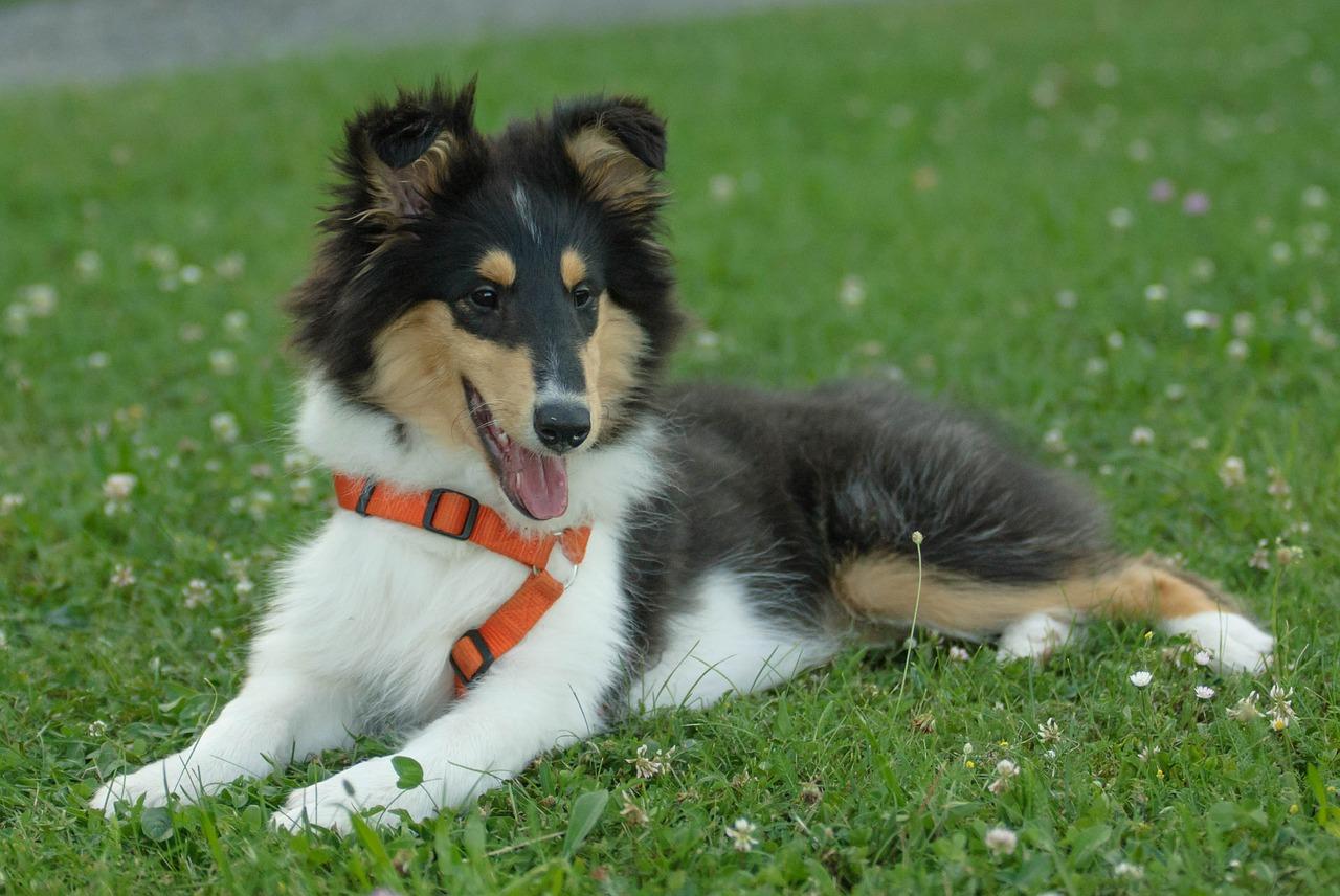 Chien Colley à poil long: caractéristiques et photos