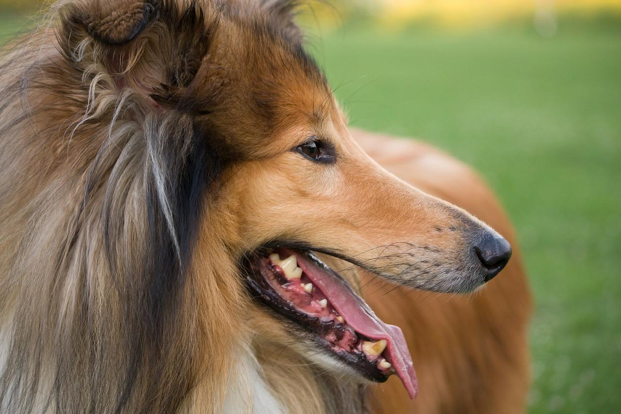 Chien Colley à poil long: caractéristiques et photos