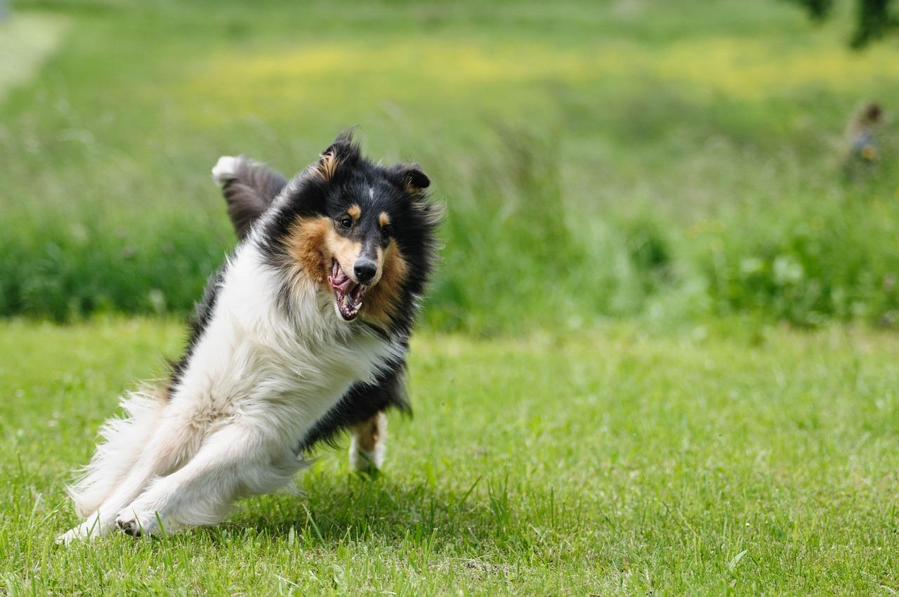 Chien Colley à poil long: caractéristiques et photos