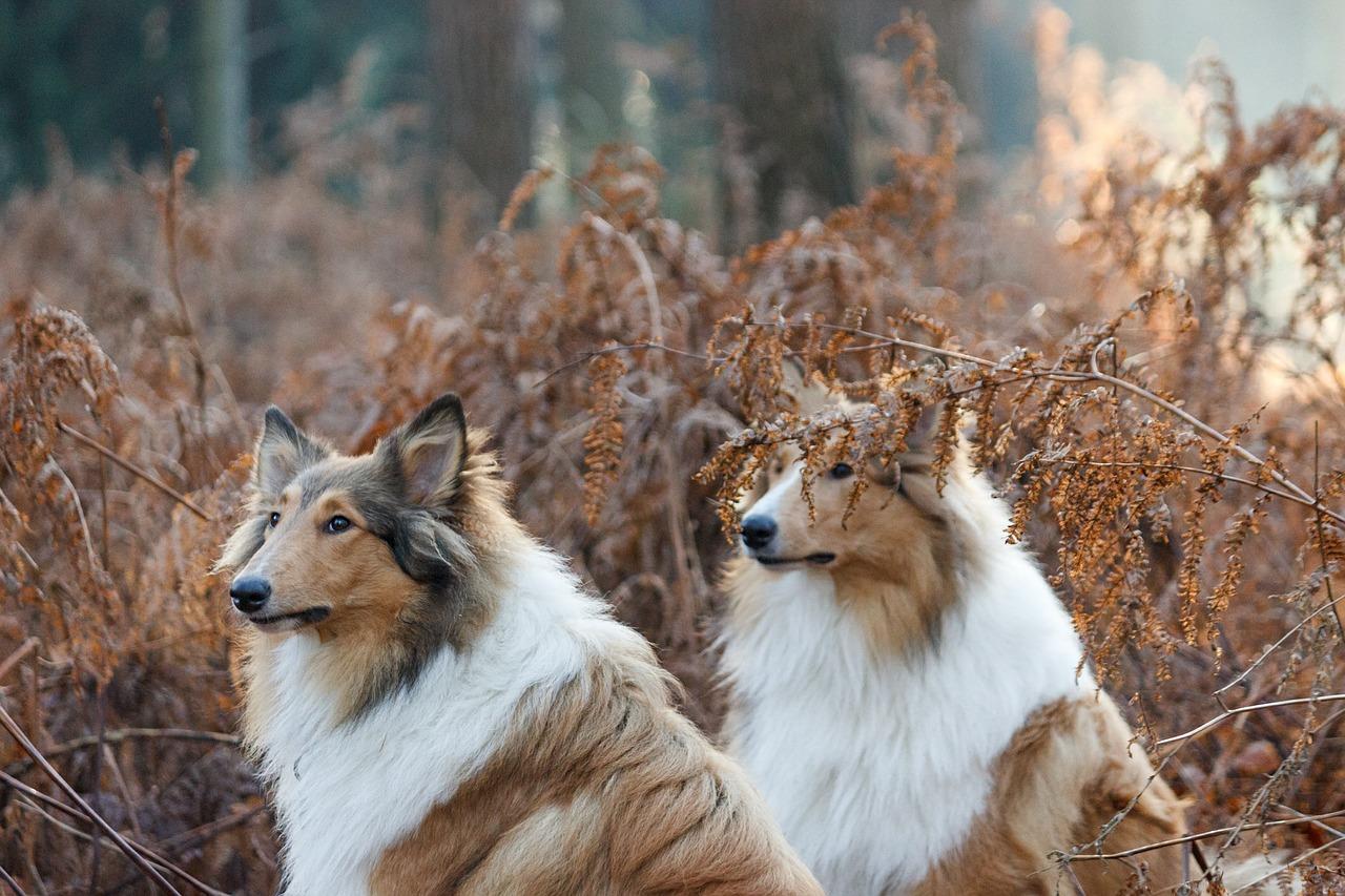 Chien Colley à poil long: caractéristiques et photos